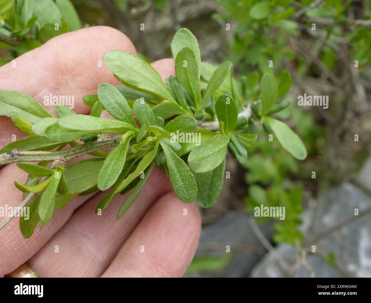 groundsel tree (Baccharis halimifolia) Plantae Stock Photo - Alamy