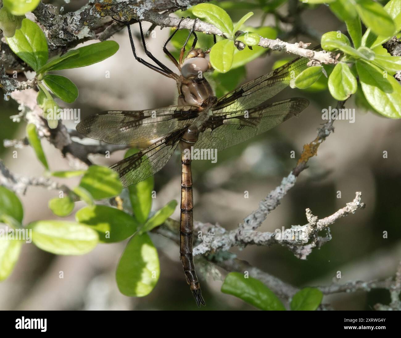 Epitheca princeps hi-res stock photography and images - Alamy