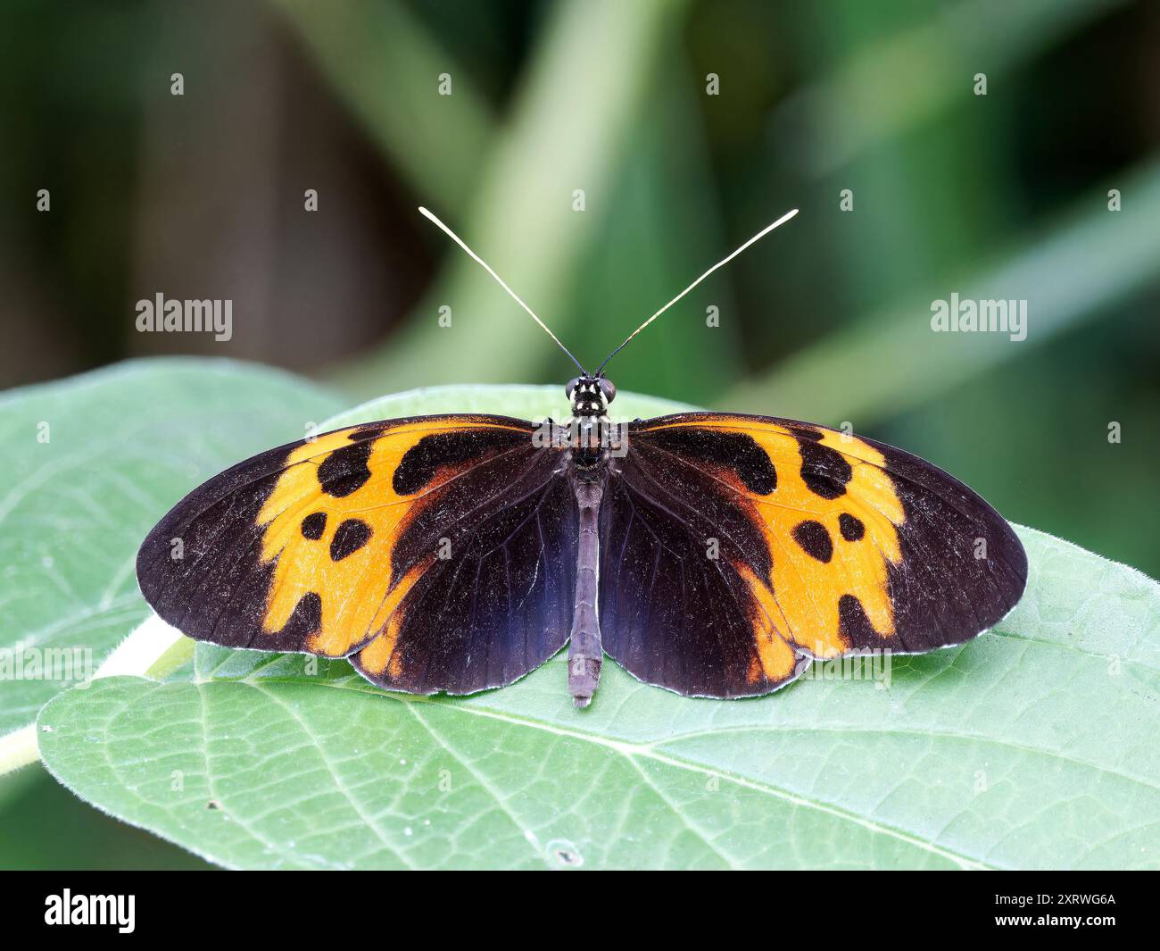 Numata longwing, Heliconius numata, butterfly garden, Mindo, Ecuador, South America Stock Photo ...