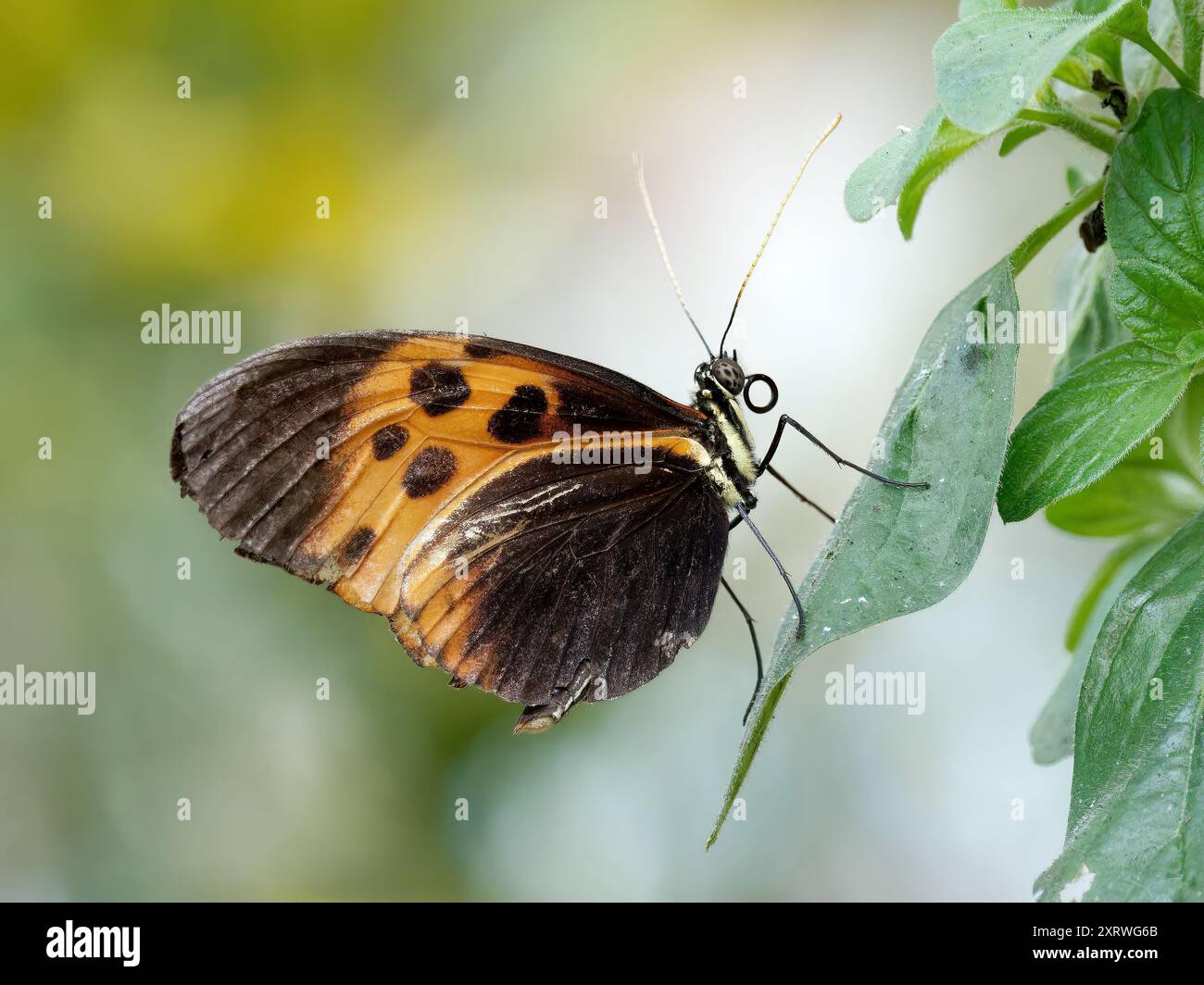 Numata longwing butterfly hi-res stock photography and images - Alamy