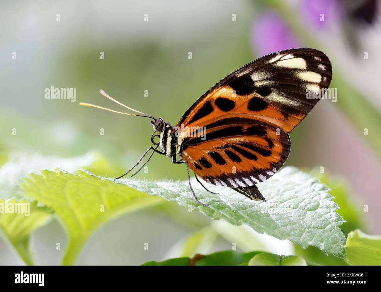 orange-spotted tiger clearwing or disturbed tigerwing, Mechanitis ...