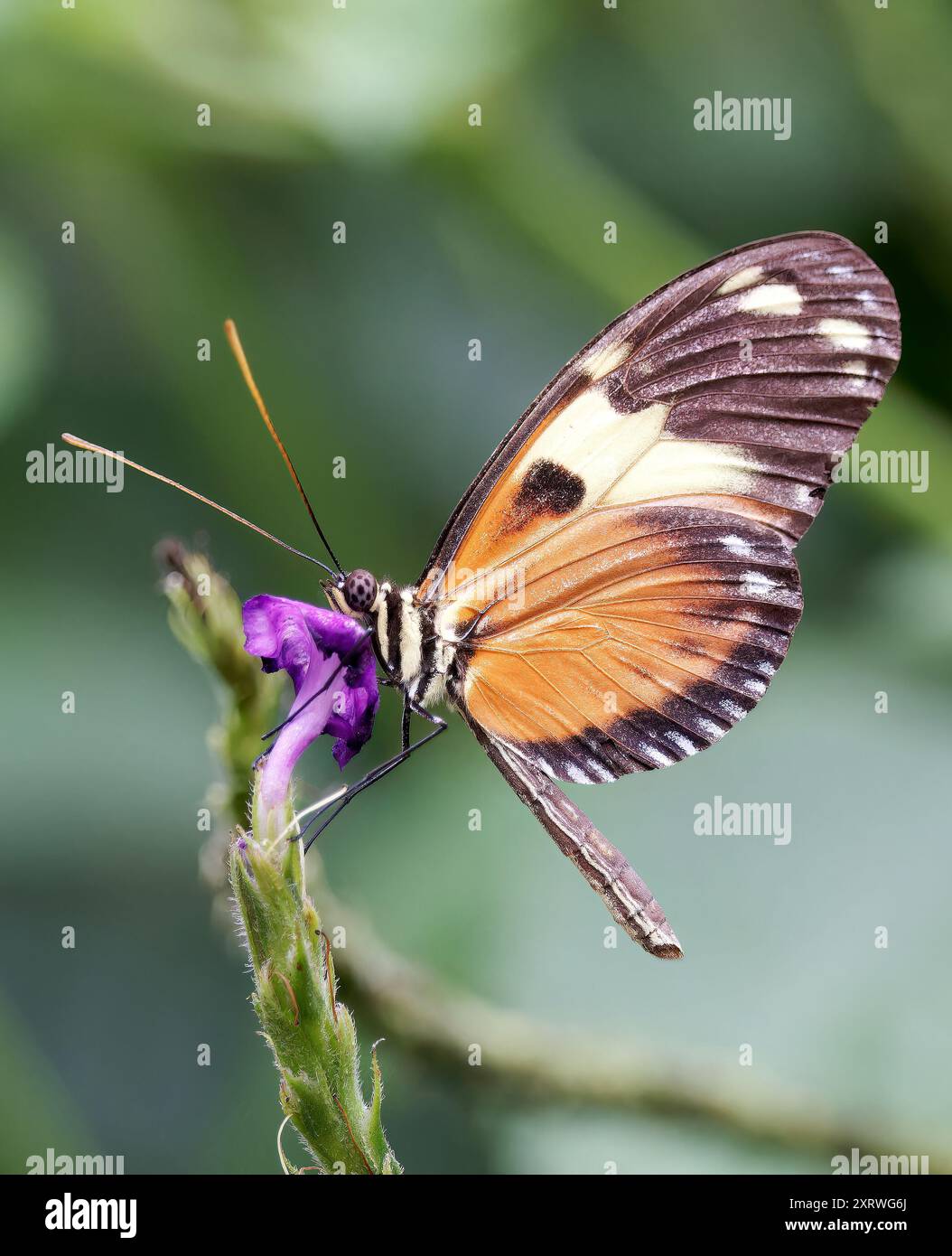 Numata longwing, Heliconius numata, butterfly garden, Mindo, Ecuador, South America Stock Photo ...
