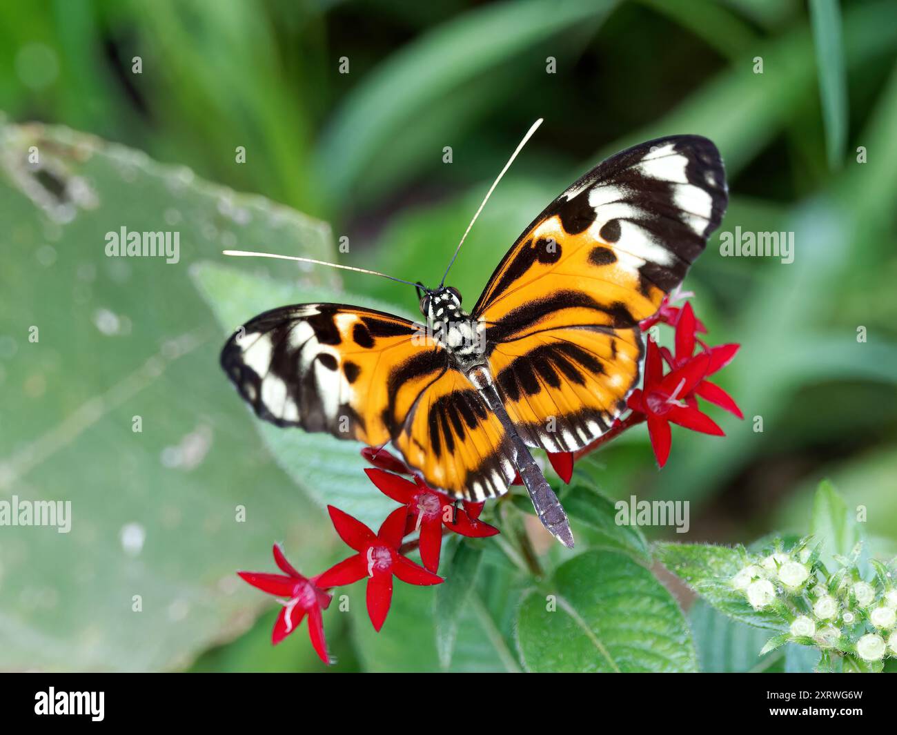 orange-spotted tiger clearwing or disturbed tigerwing, Mechanitis ...