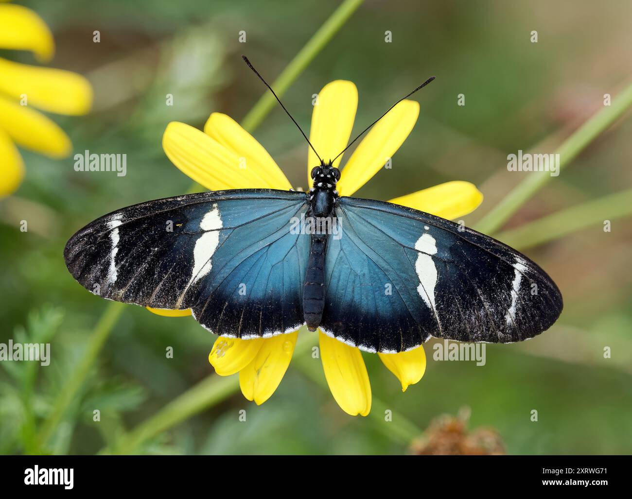 Sara longwing, Heliconius sara, butterfly garden, Mindo, Ecuador, South America Stock Photo - Alamy