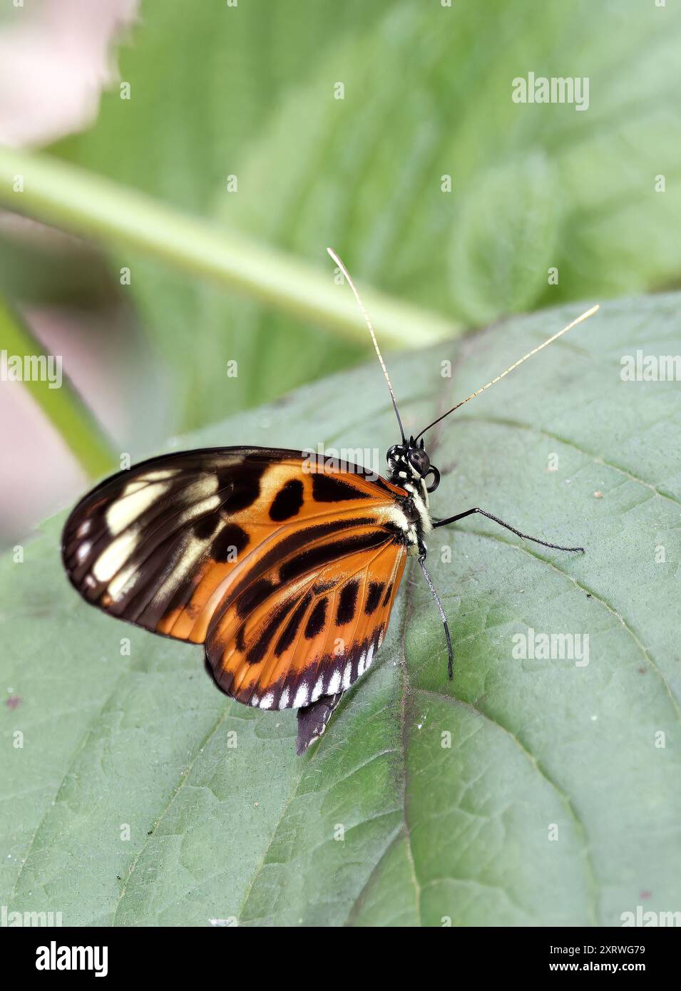 orange-spotted tiger clearwing or disturbed tigerwing, Mechanitis ...