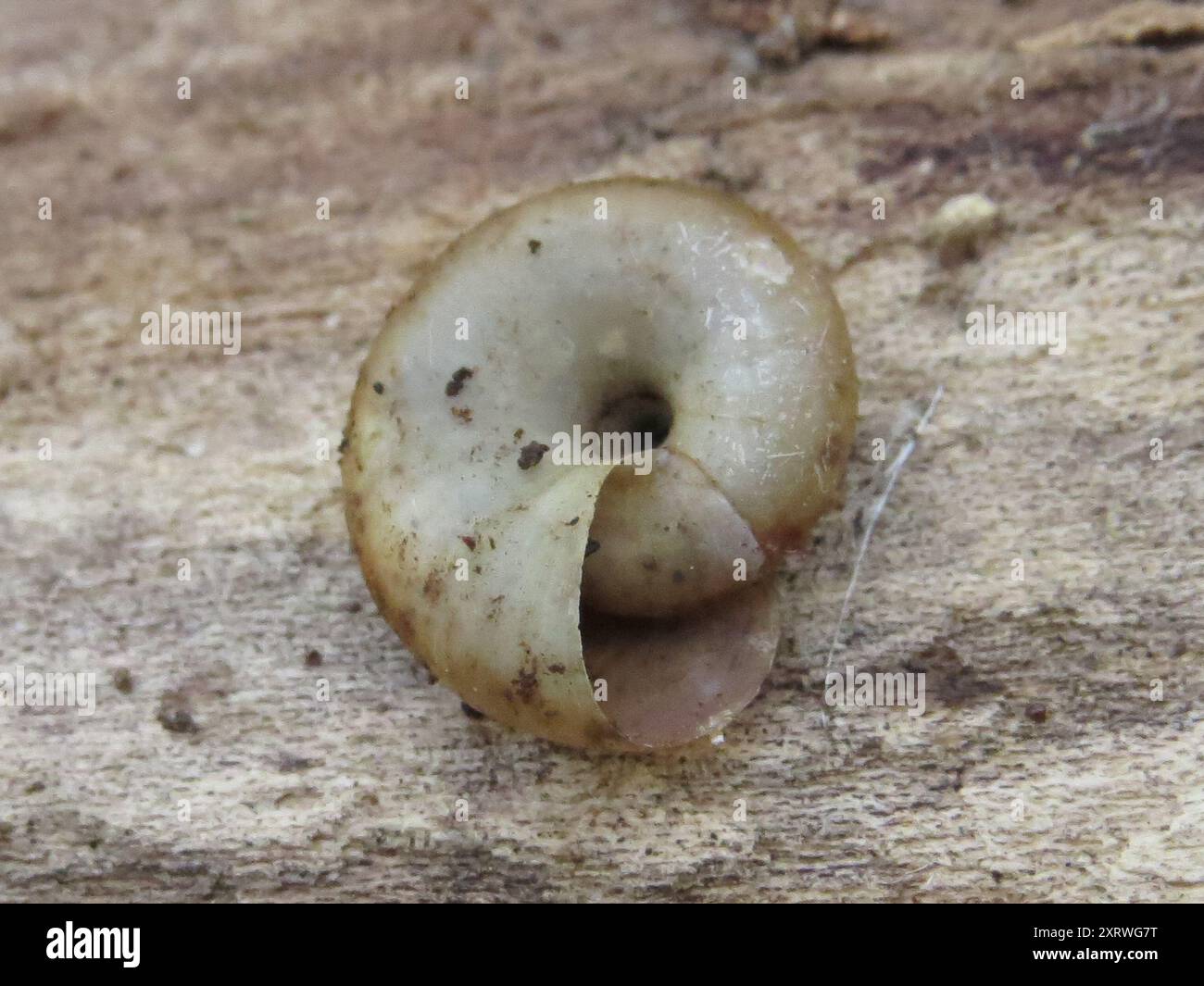 Gray-foot Lancetooth Snail (Haplotrema concavum) Mollusca Stock Photo - Alamy