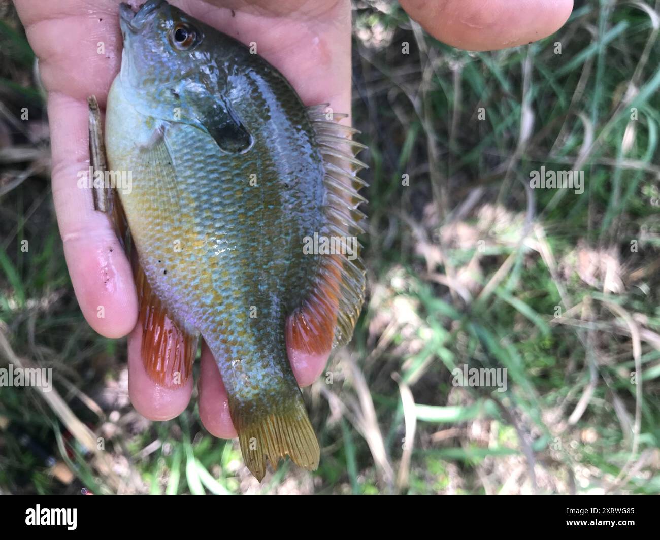 Longear Sunfish Complex (Lepomis megalotis) Actinopterygii Stock Photo ...