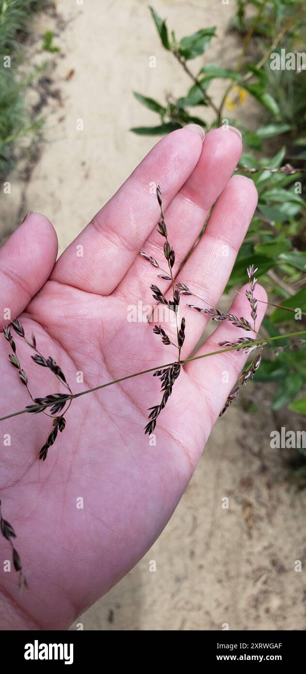 smallflower melicgrass (Melica imperfecta) Plantae Stock Photo - Alamy