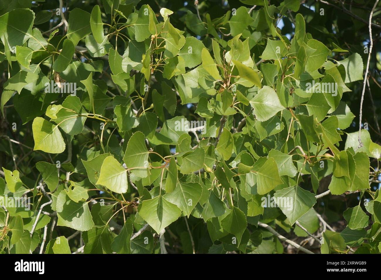 Eastern Cottonwood (Populus deltoides) Plantae Stock Photo - Alamy