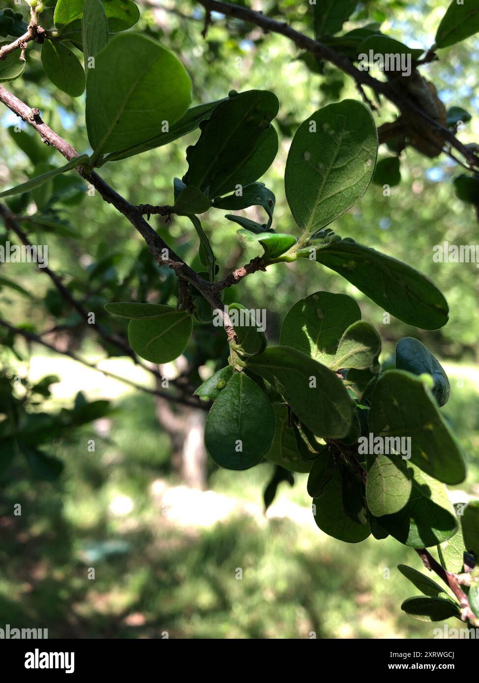 Texas Persimmon (Diospyros texana) Plantae Stock Photo - Alamy
