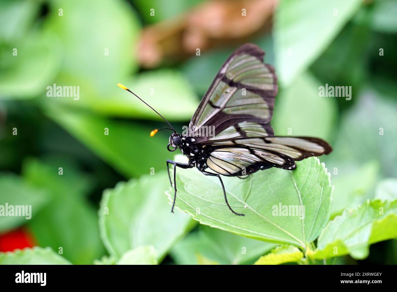 themisto amberwing, Methona themisto, Mindo Valley, Ecuador, South ...
