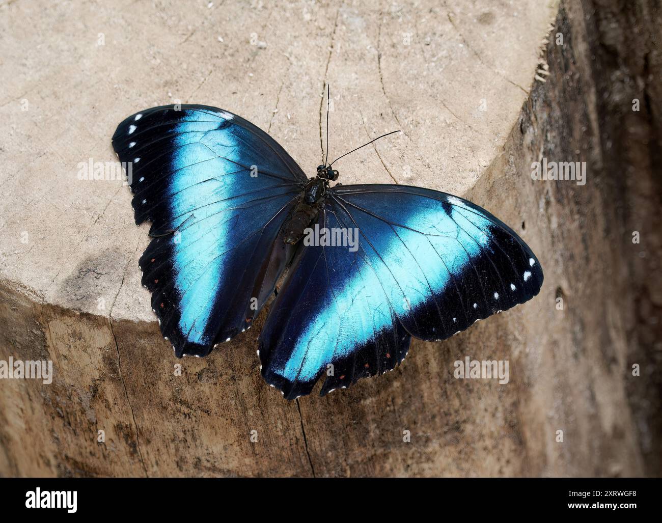 Deidamia morpho, butterfly garden, Mindo, Ecuador, South America Stock ...