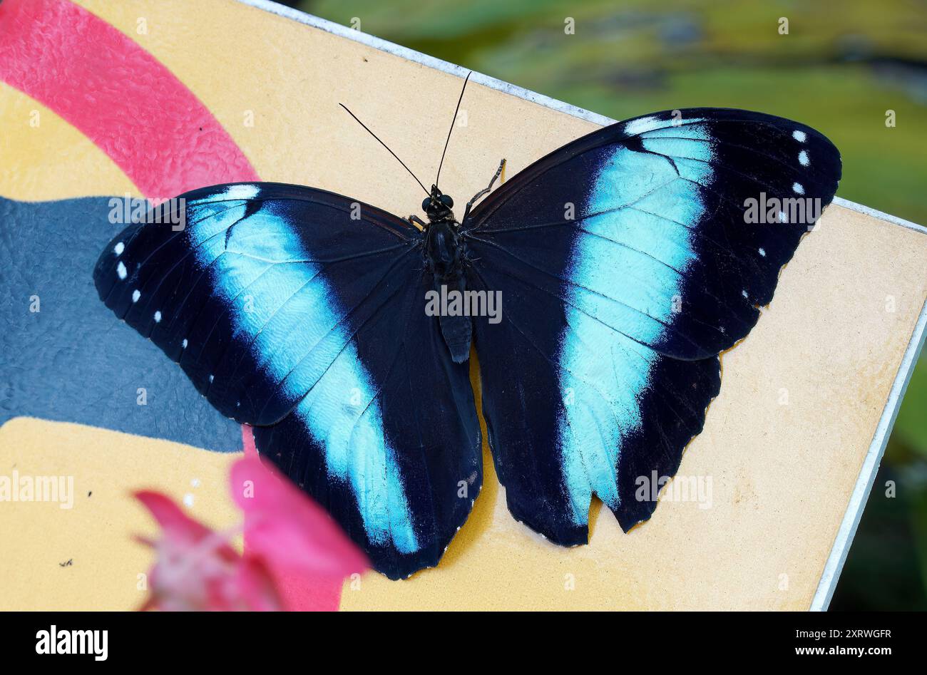 Achilles morpho, blue-banded morpho, Morpho achilles, butterfly garden ...