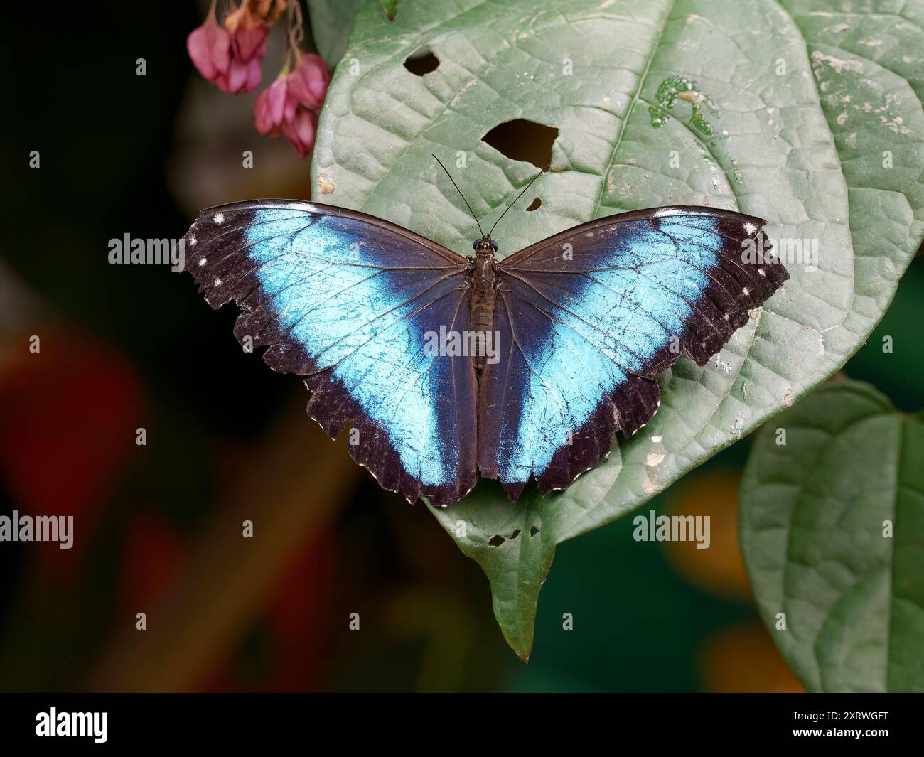 Deidamia morpho, butterfly garden, Mindo, Ecuador, South America Stock Photo - Alamy