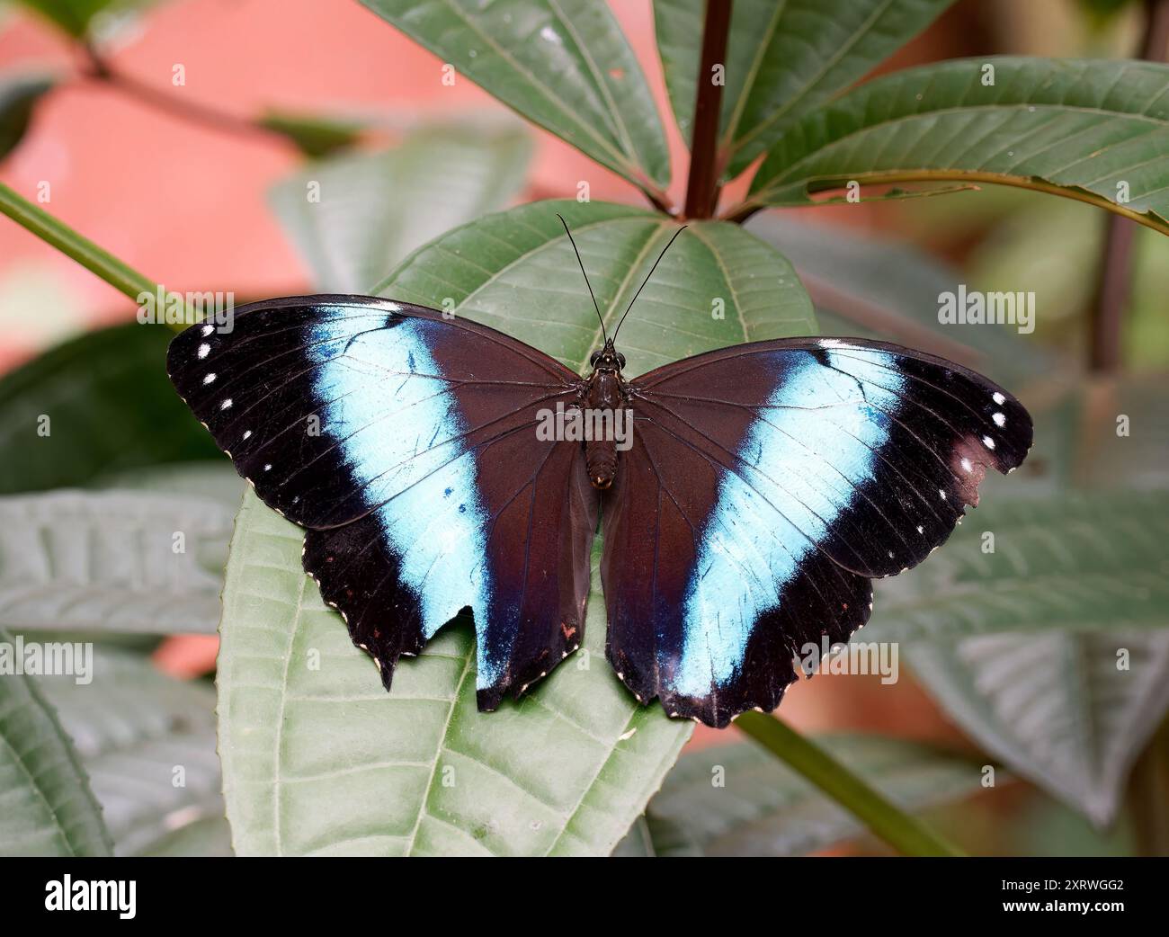 Achilles morpho, blue-banded morpho, Morpho achilles, butterfly garden, Mindo, Ecuador, South ...