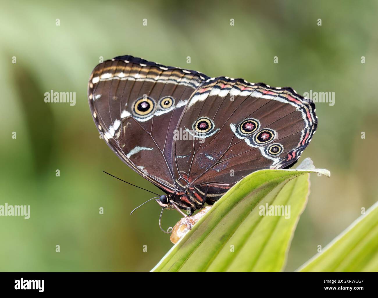 Helenor blue morpho or common blue morpho, Morpho helenor, butterfly ...