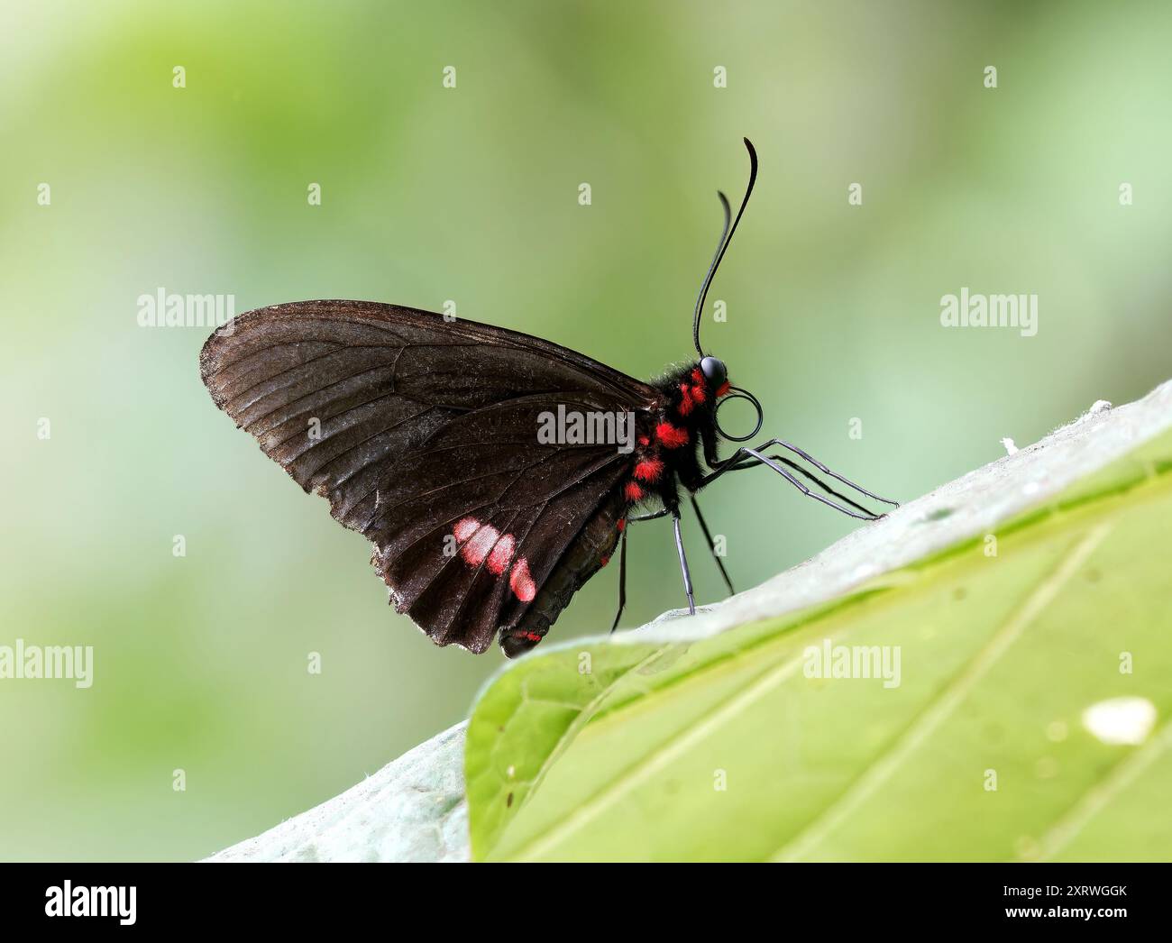 cattlehearts, Parides sp., butterfly garden, Mindo, Ecuador, South ...