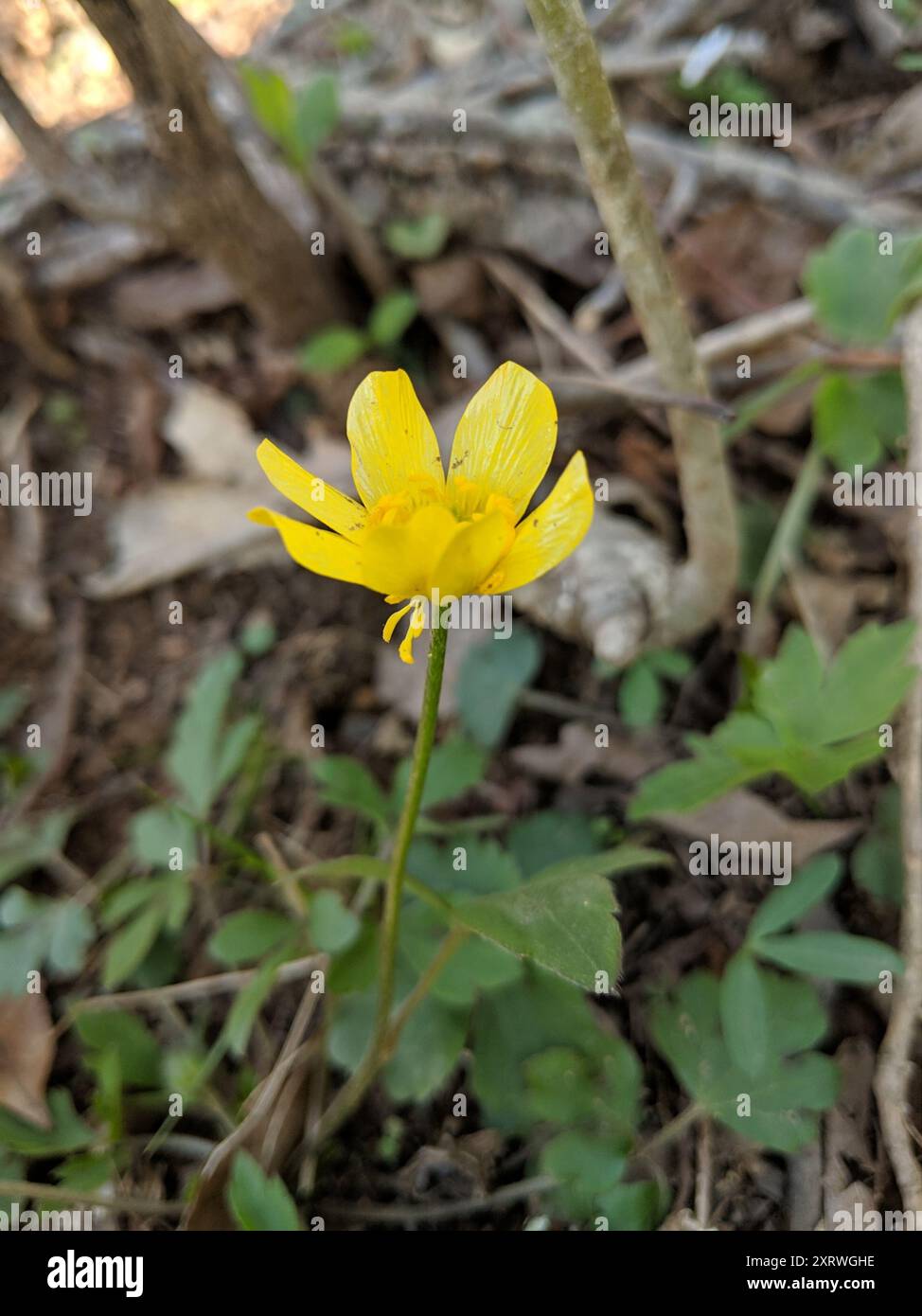 Early Buttercup (Ranunculus fascicularis) Plantae Stock Photo - Alamy