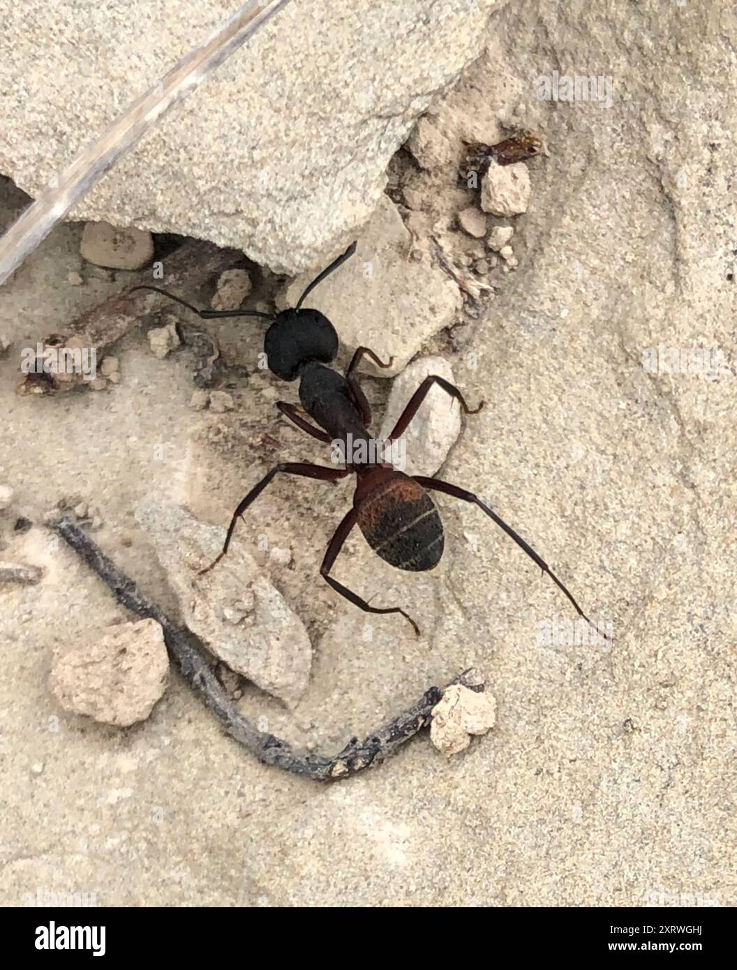 Blood-spotted Sugar Ant (Camponotus cruentatus) Insecta Stock Photo - Alamy