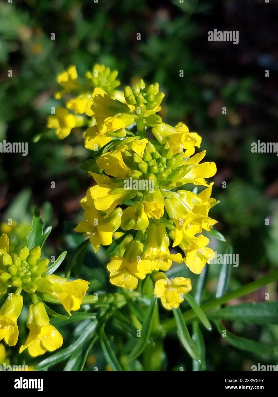 land cress (Barbarea verna) Plantae Stock Photo - Alamy