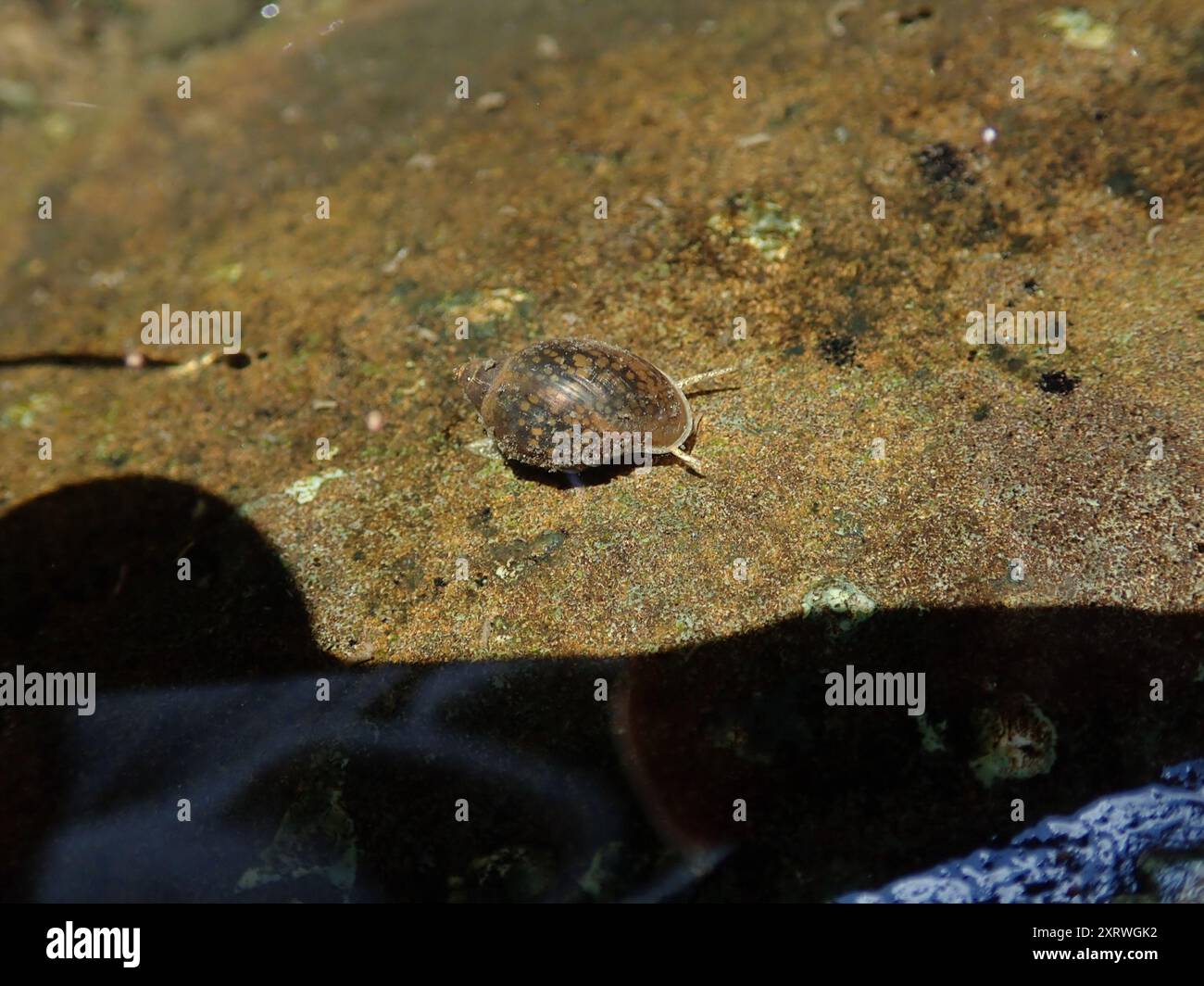 Bladder Snails (Physidae) Mollusca Stock Photo - Alamy