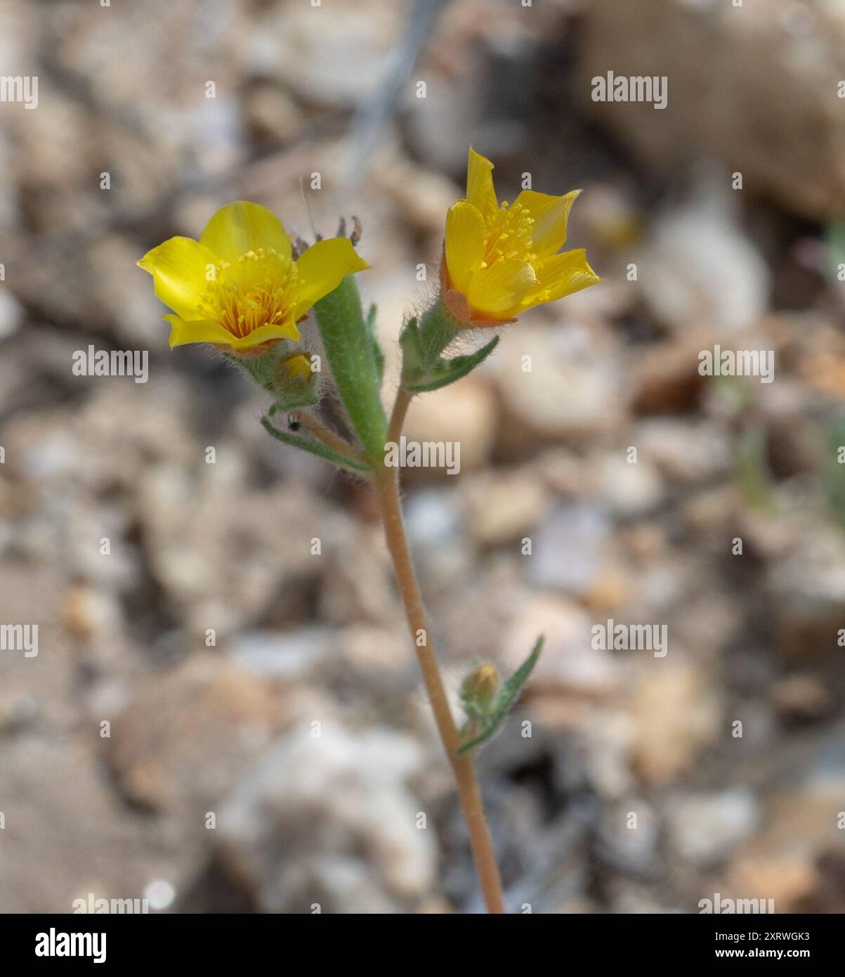 Blazingstars (Mentzelia) Plantae Stock Photo - Alamy