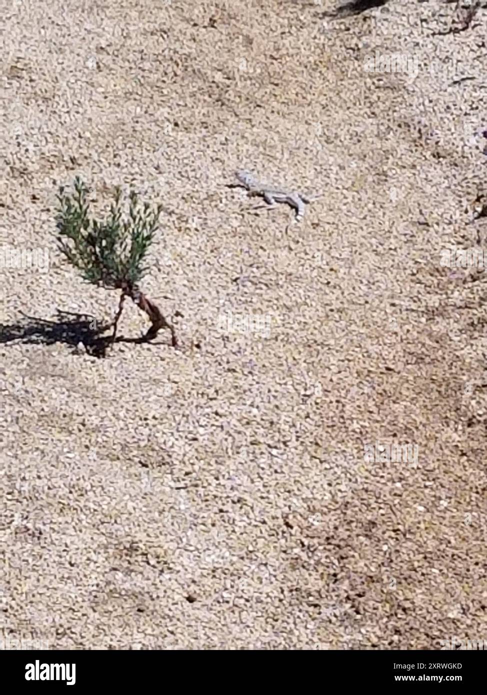 Zebra-tailed Lizard (Callisaurus draconoides) Reptilia Stock Photo - Alamy