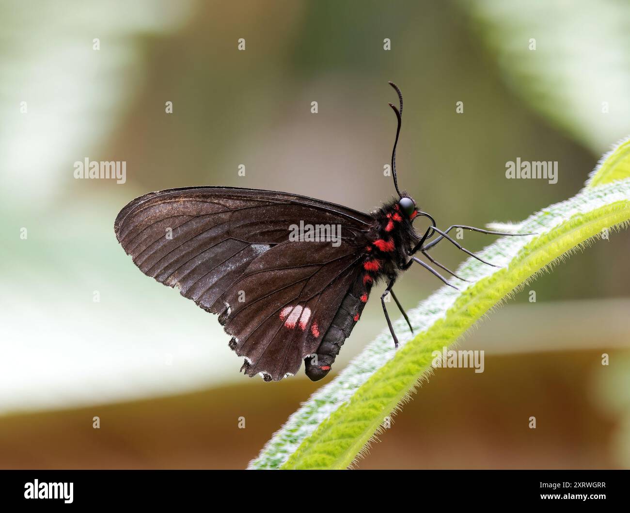 cattlehearts, Parides sp., butterfly garden, Mindo, Ecuador, South ...