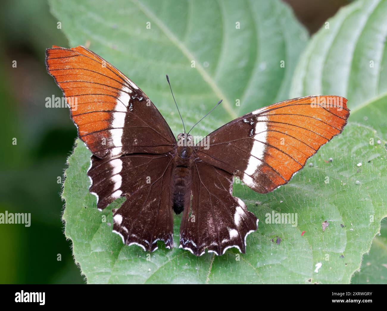 rusty-tipped page or brown siproeta, Schokoladenfalter, Siproeta ...