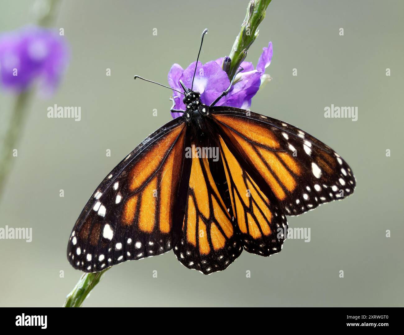 Monarch butterfly, Monarchfalter, Monarque, Danaus plexippus, pompás ...