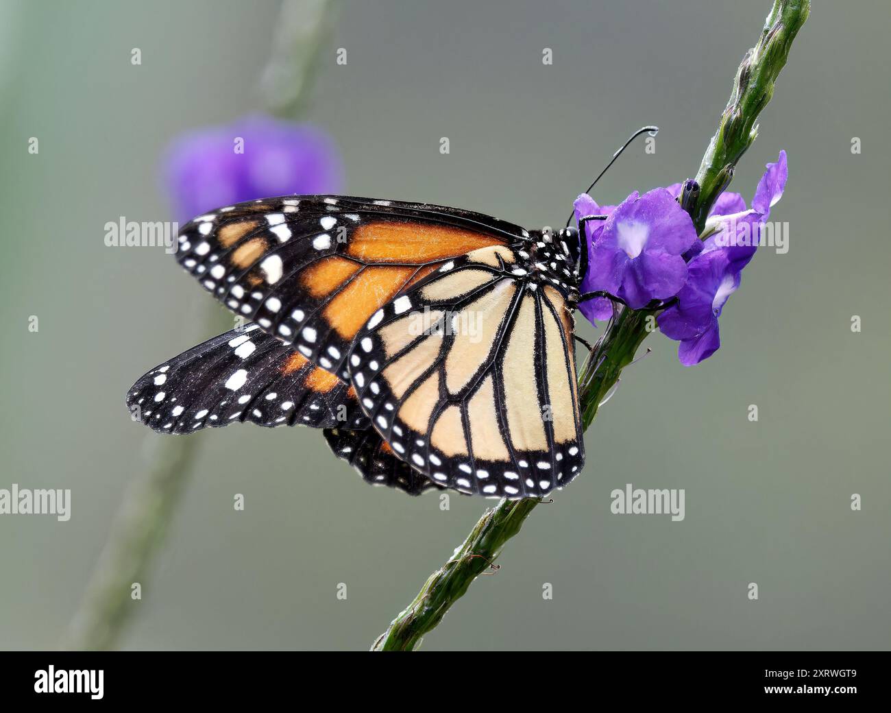 Monarch butterfly, Monarchfalter, Monarque, Danaus plexippus, pompás ...