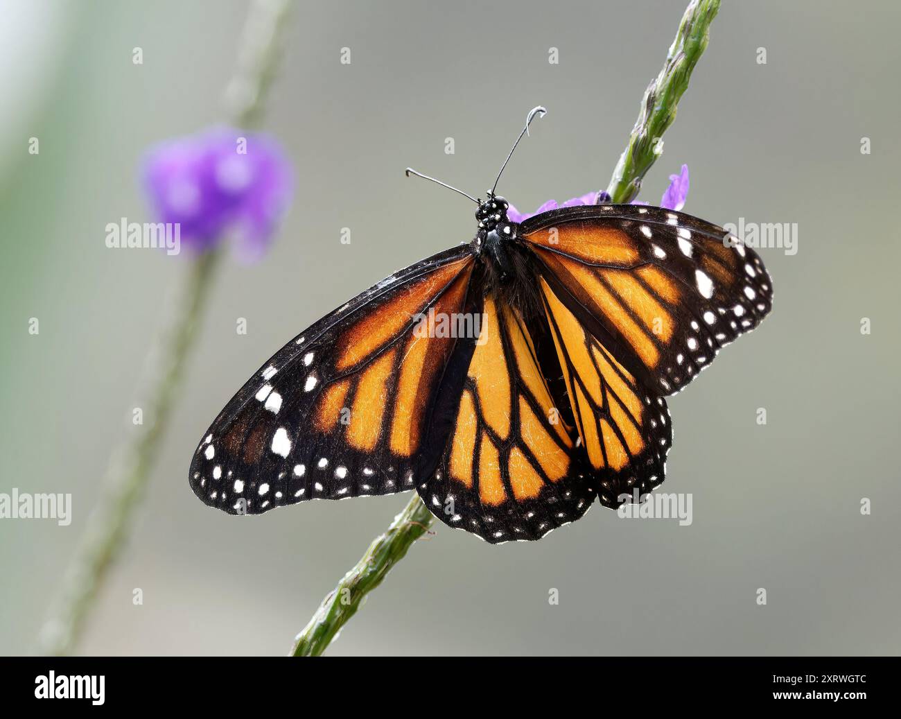 Monarch butterfly, Monarchfalter, Monarque, Danaus plexippus, pompás ...