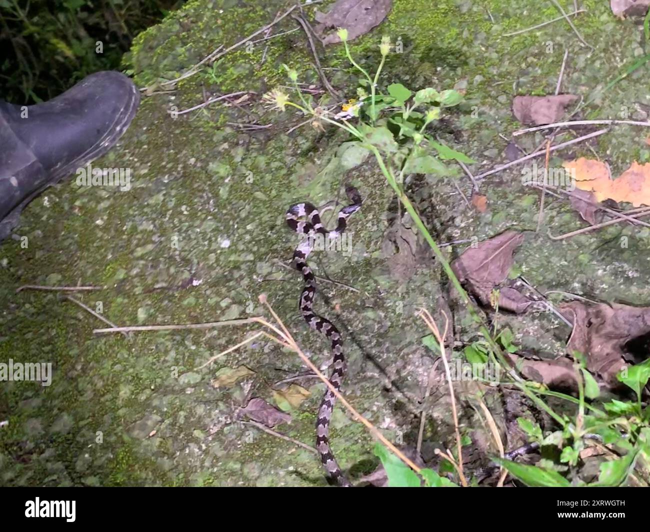Formosa Wolf Snake (Lycodon ruhstrati) Reptilia Stock Photo - Alamy