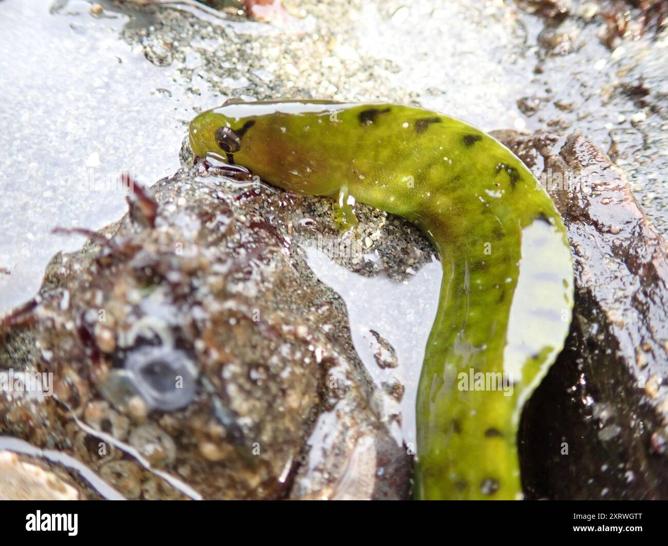 Penpoint Gunnel (Apodichthys flavidus) Actinopterygii Stock Photo - Alamy