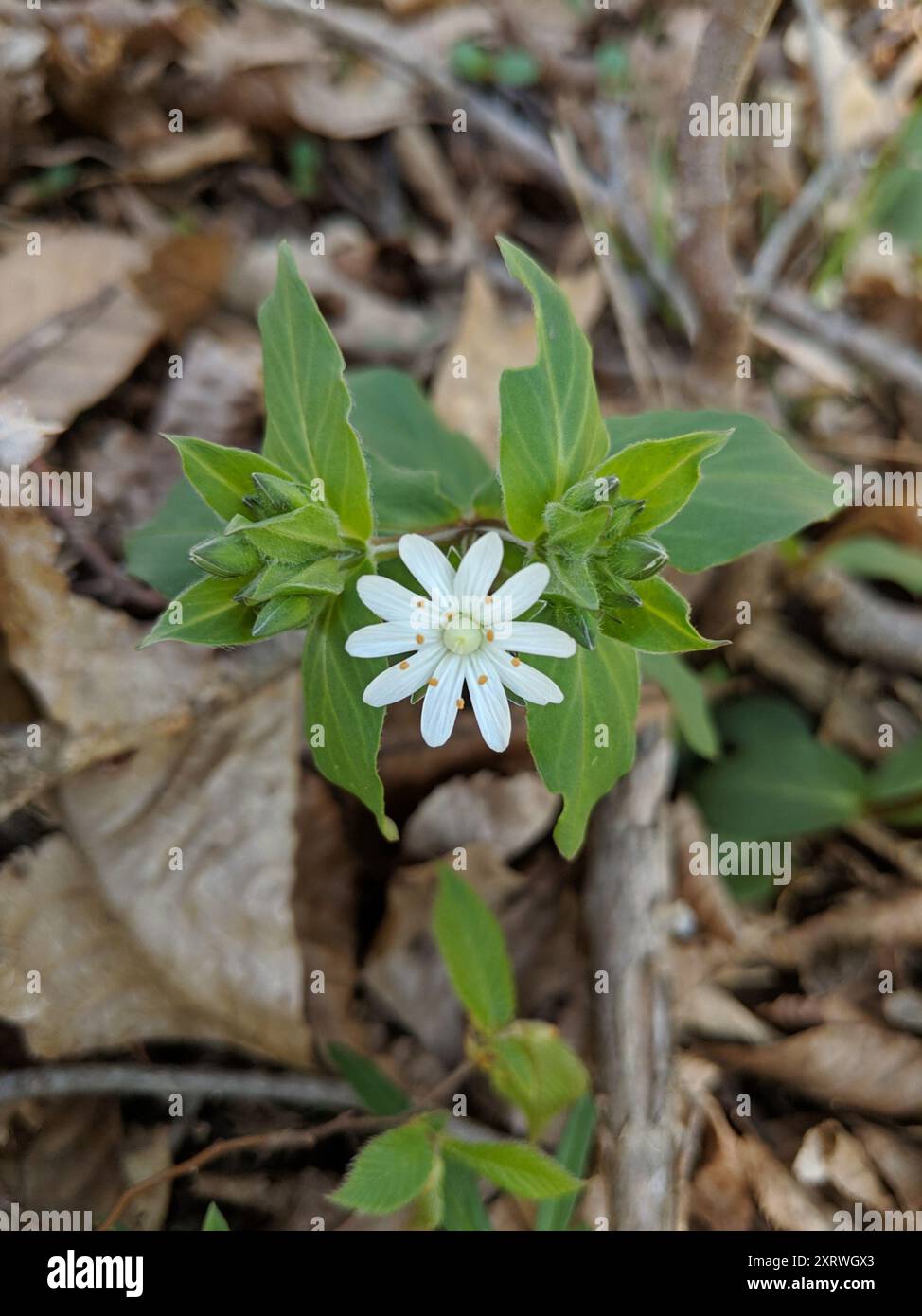 star chickweed (Stellaria pubera) Plantae Stock Photo - Alamy