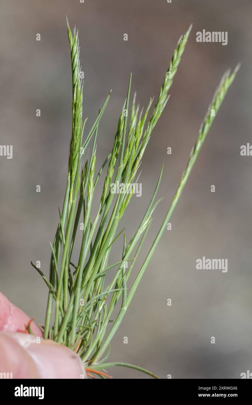 sixweeks grass (Festuca octoflora) Plantae Stock Photo - Alamy