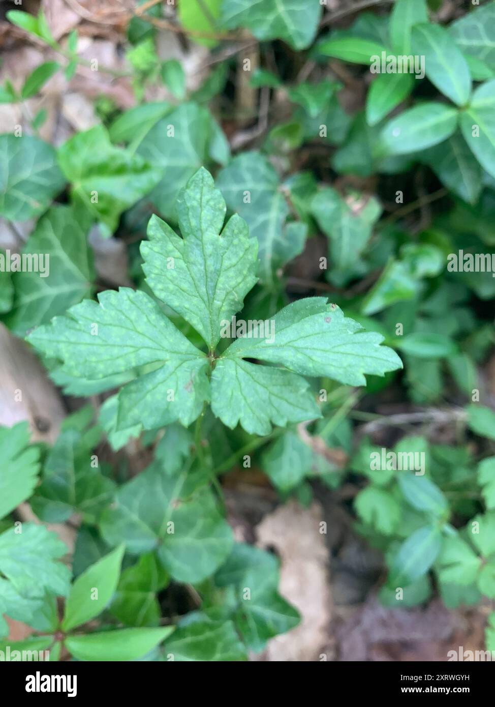 tall thimbleweed (Anemone virginiana) Plantae Stock Photo - Alamy