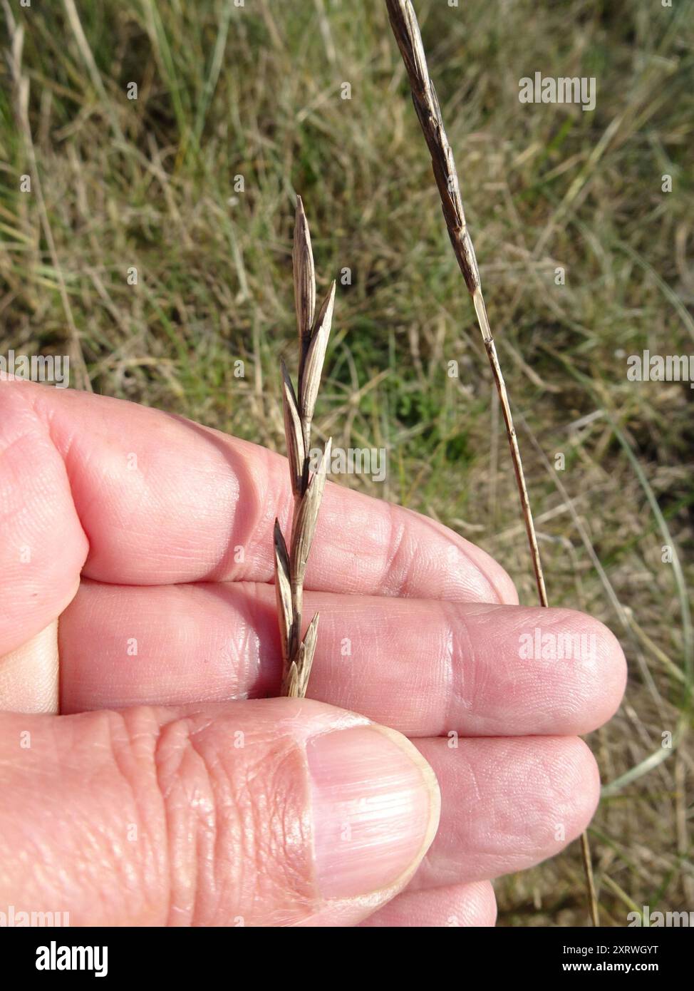 Sand Couch-grass (Elymus farctus) Plantae Stock Photo - Alamy
