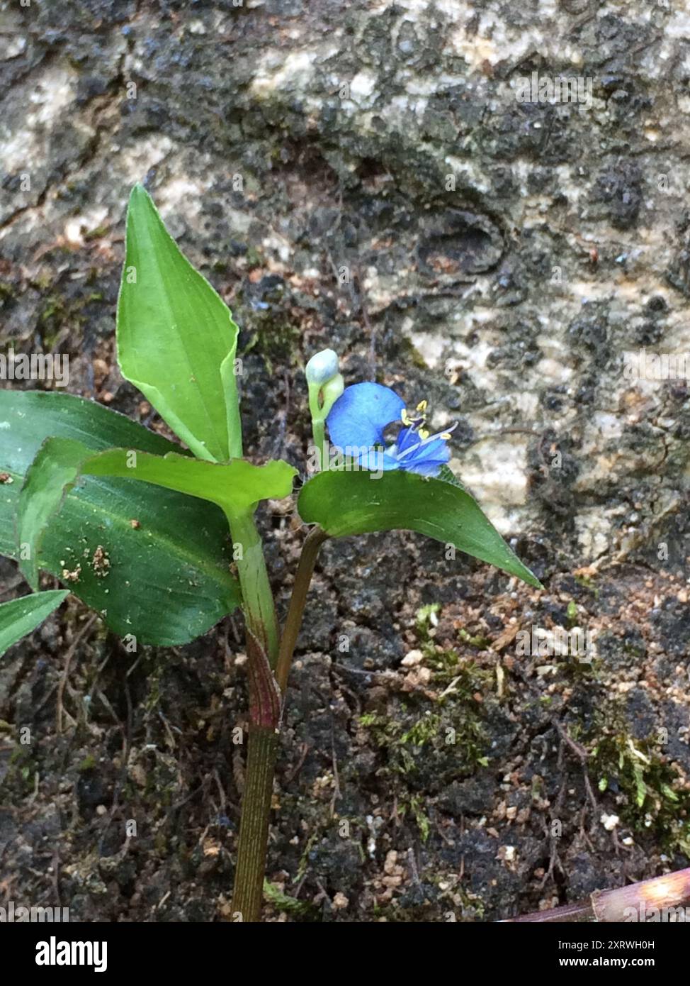 climbing dayflower (Commelina diffusa) Plantae Stock Photo - Alamy