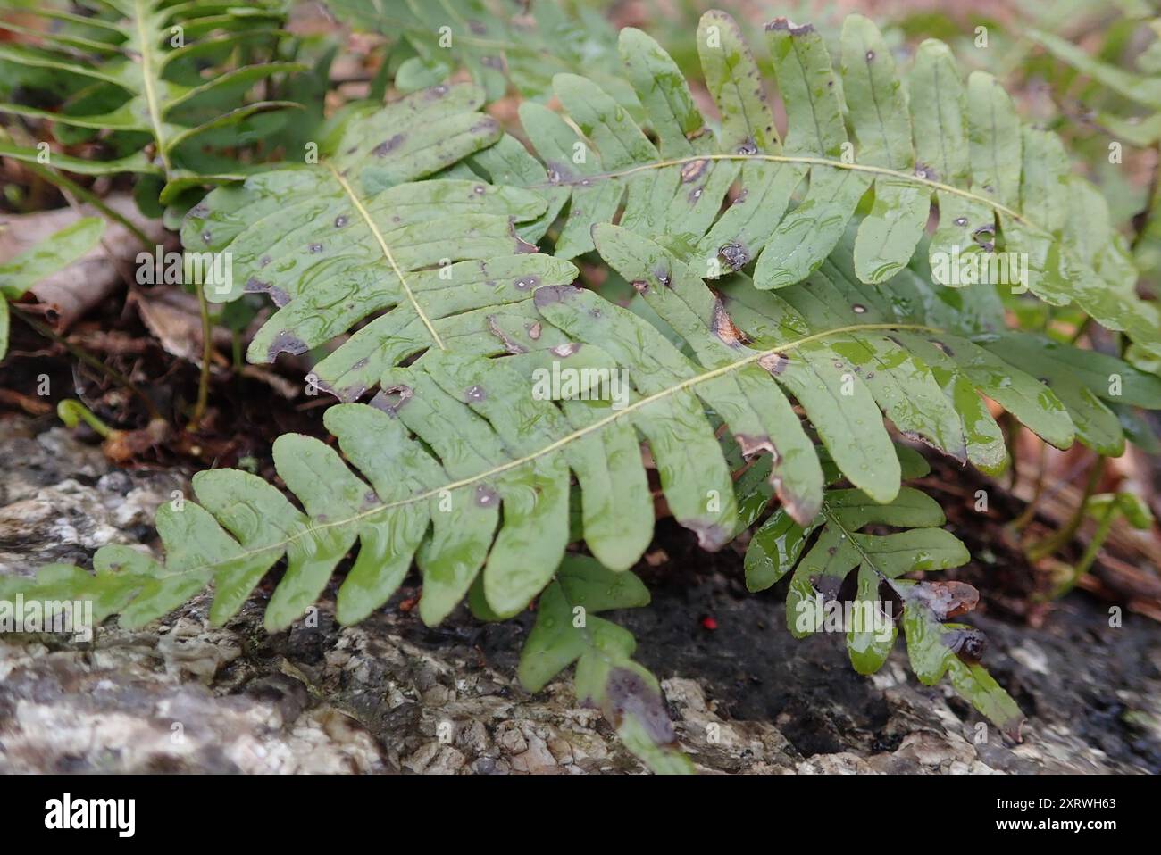 rock polypody (Polypodium virginianum) Plantae Stock Photo - Alamy