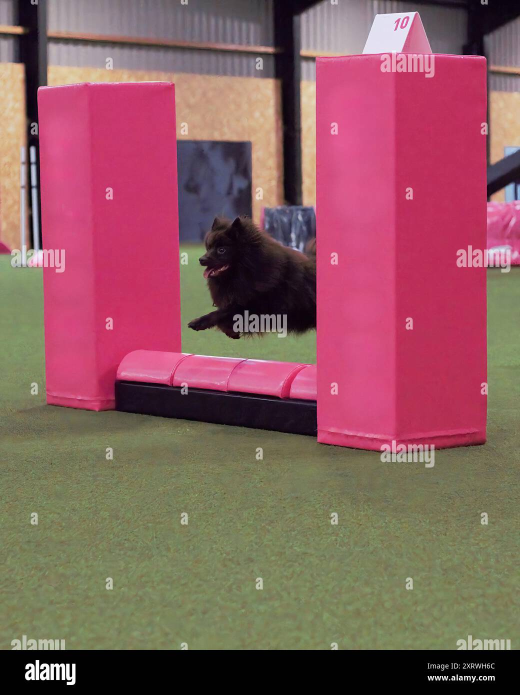 A brown, adult, male, German Spitz dog jumping over an agility wall ...