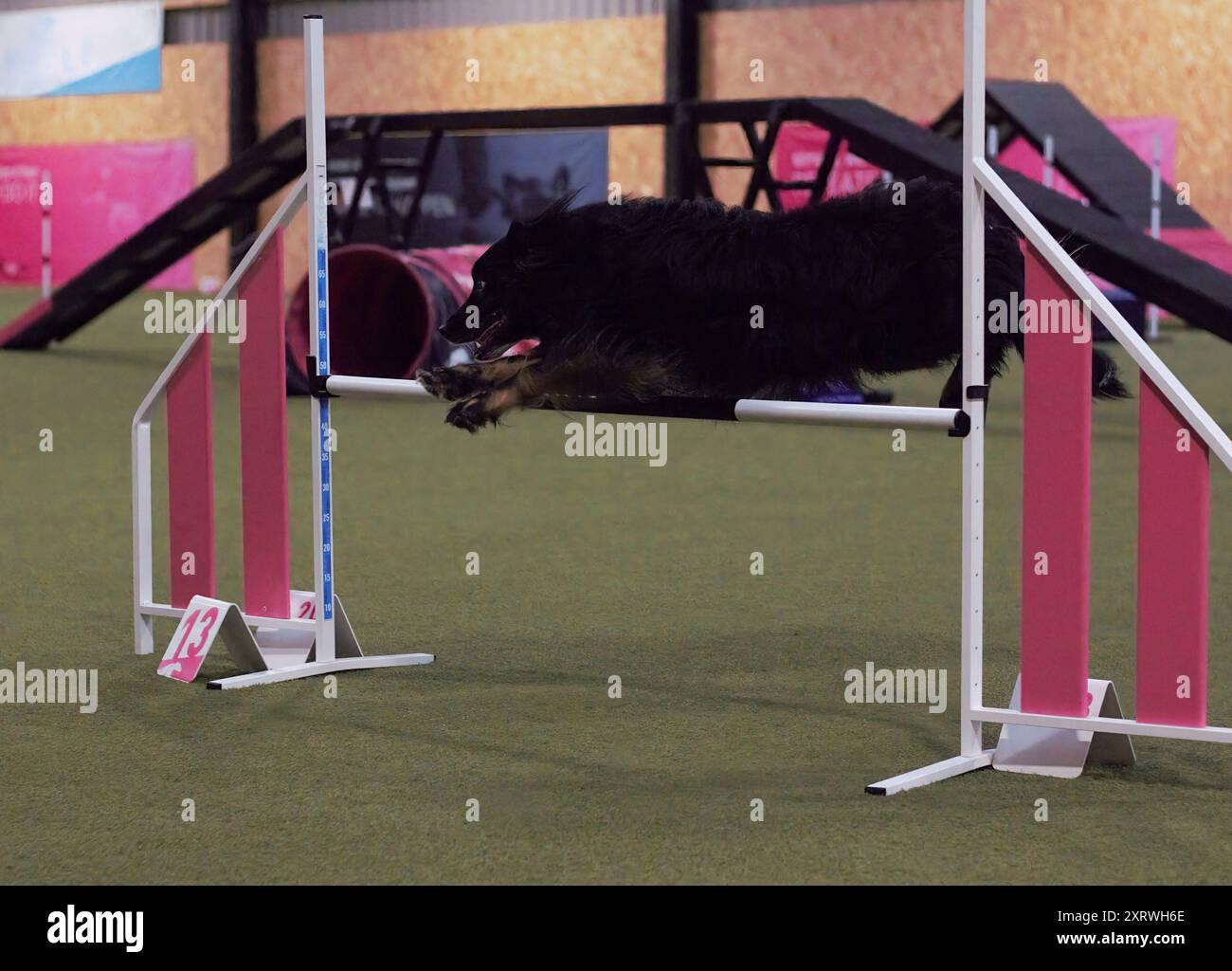 Dogs competing agility course hi-res stock photography and images - Alamy