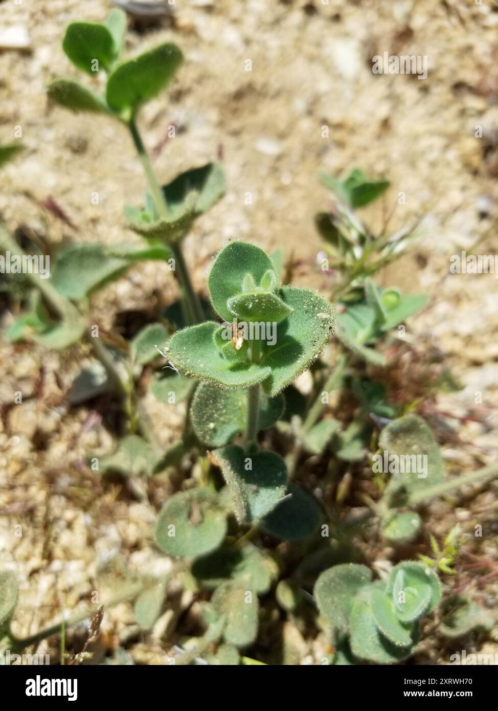 Wishbone Bush (Mirabilis laevis) Plantae Stock Photo - Alamy