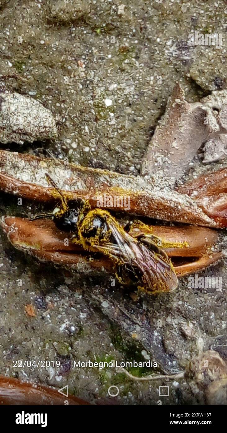 Cucumber Small Carpenter (Ceratina cucurbitina) Insecta Stock Photo - Alamy