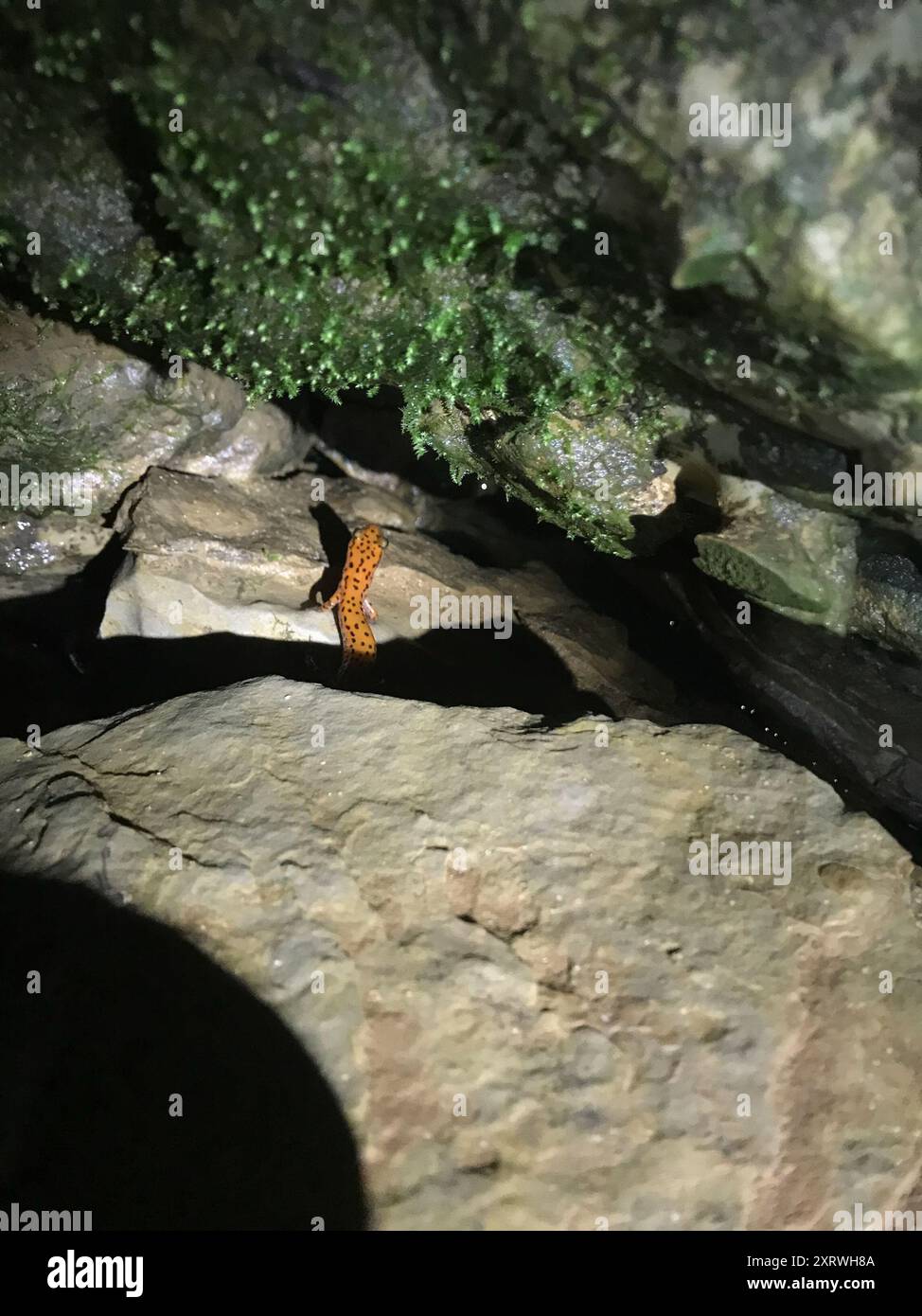 Cave Salamander (Eurycea lucifuga) Amphibia Stock Photo - Alamy