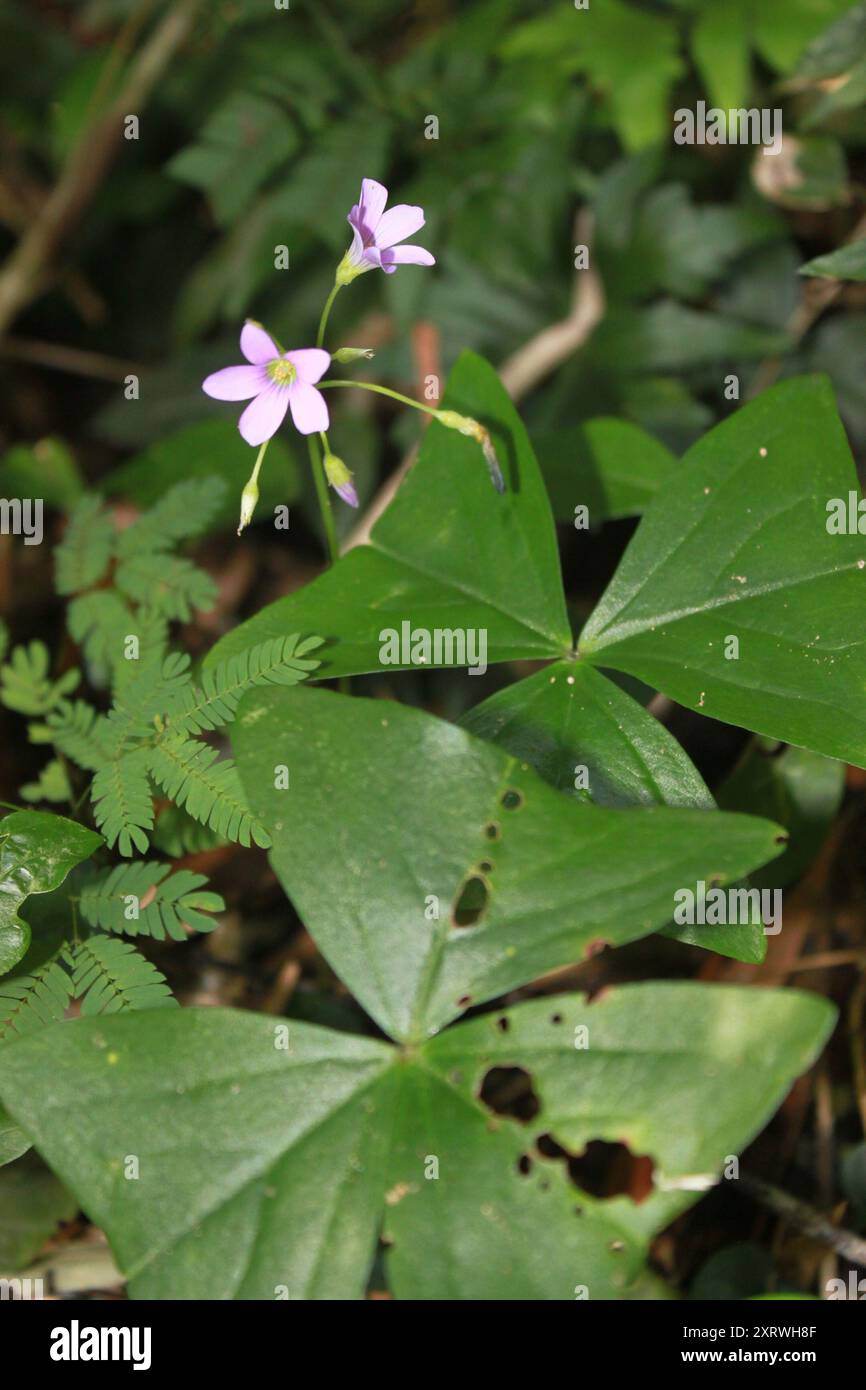 false shamrock (Oxalis triangularis) Plantae Stock Photo - Alamy