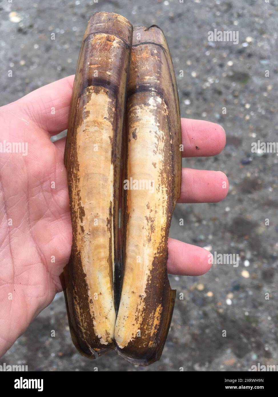 Ensis leei hi-res stock photography and images - Alamy