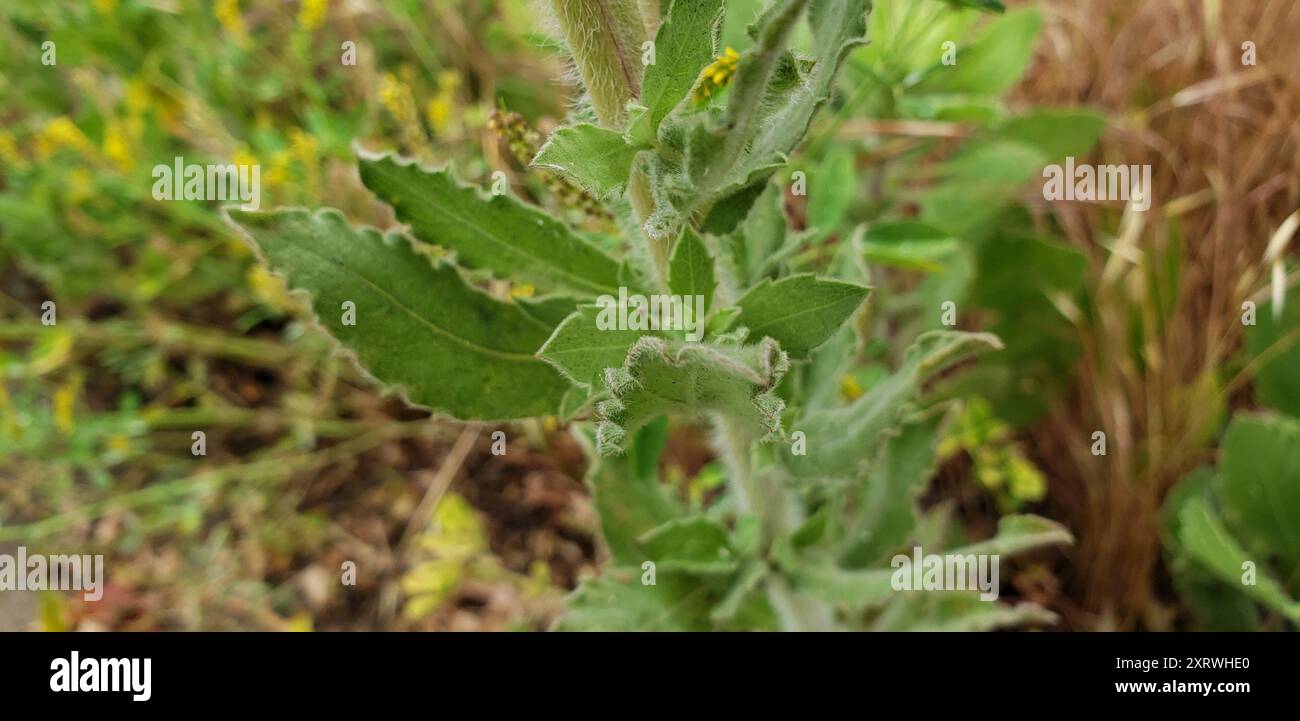 Telegraphweed (Heterotheca grandiflora) Plantae Stock Photo - Alamy