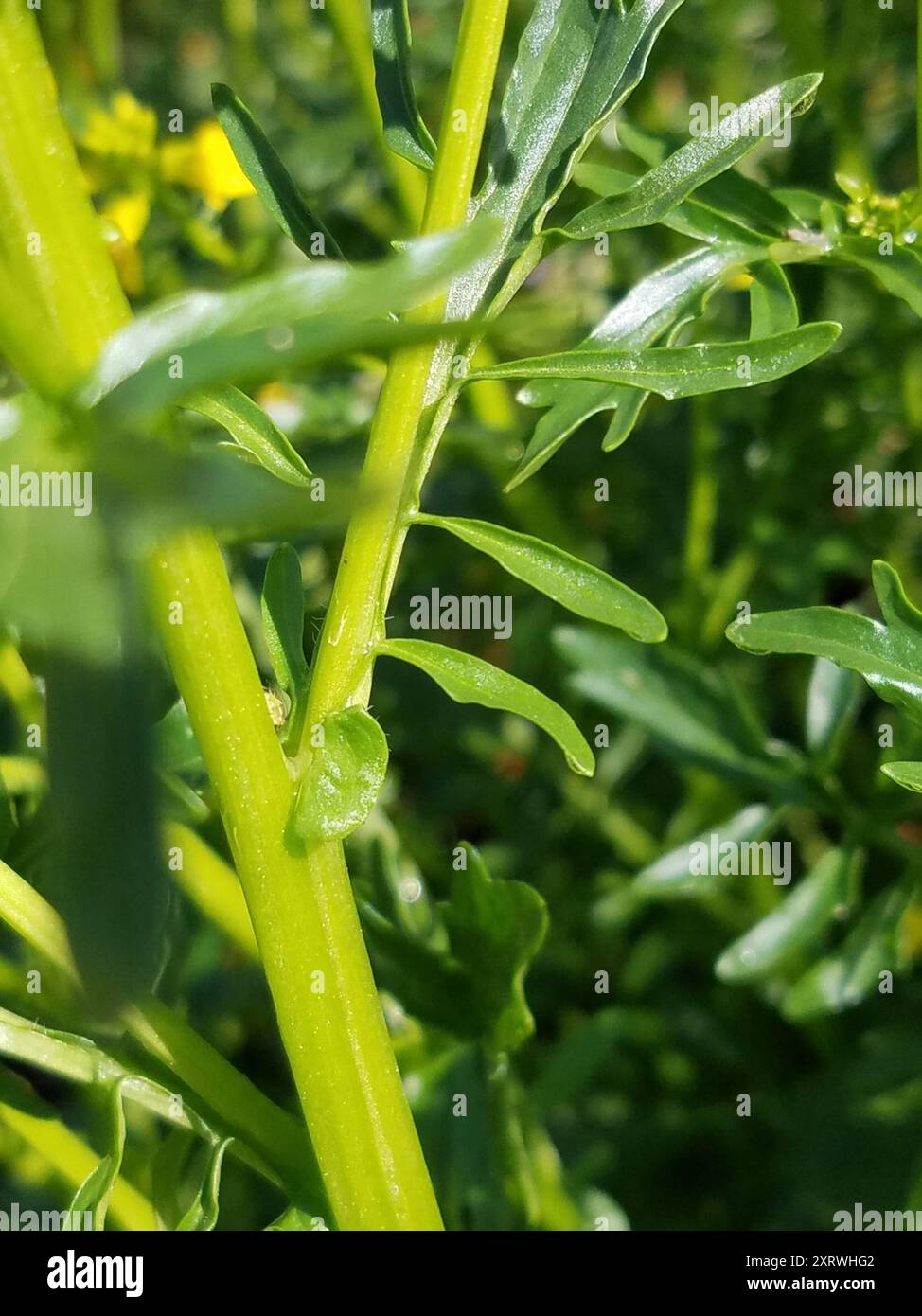 land cress (Barbarea verna) Plantae Stock Photo - Alamy