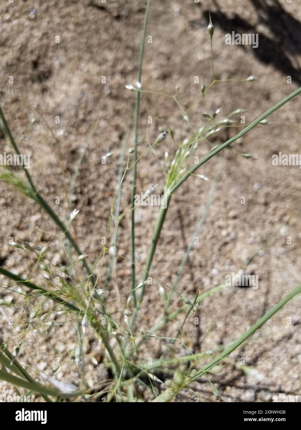 Sand Ricegrass (Eriocoma hymenoides) Plantae Stock Photo - Alamy